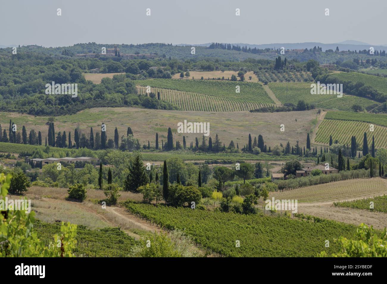 Tuscan landscape, country estate with vineyards, forests, olive trees ...