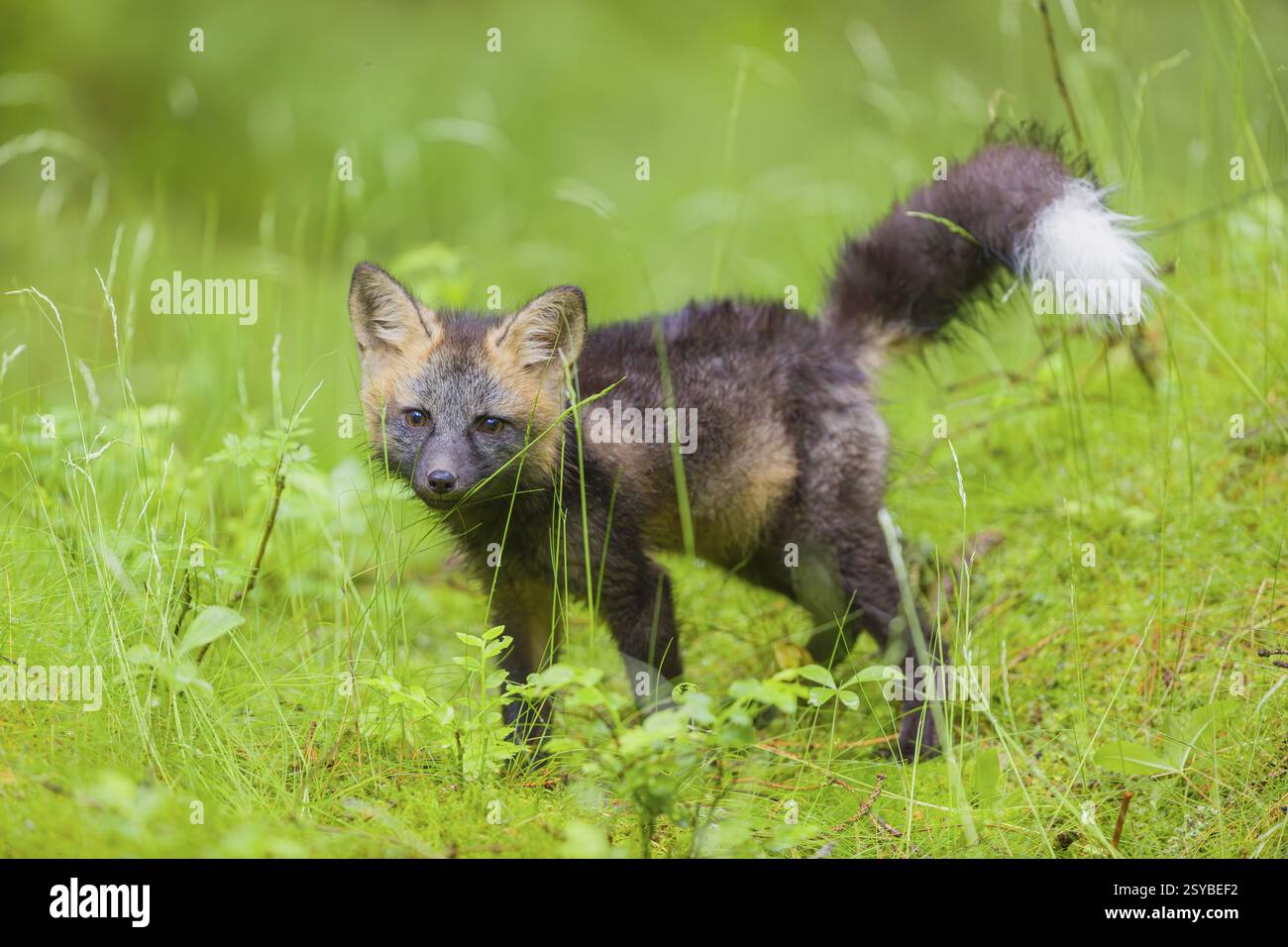 One young silver fox (Vulpes vulpes) exploring the surrounding of its ...