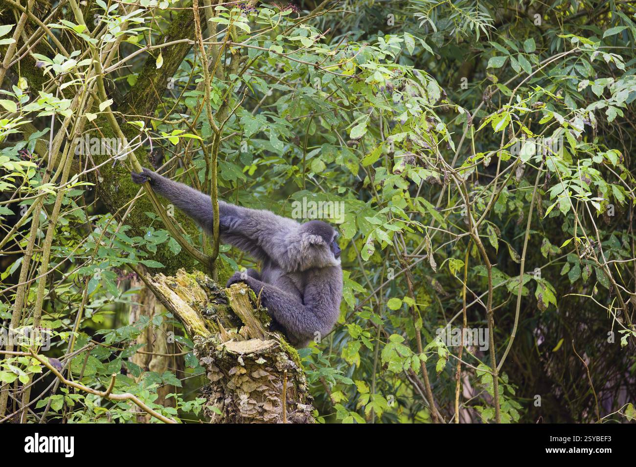 One silvery gibbon (Hylobates moloch), or Javan gibbon sits on a broken ...