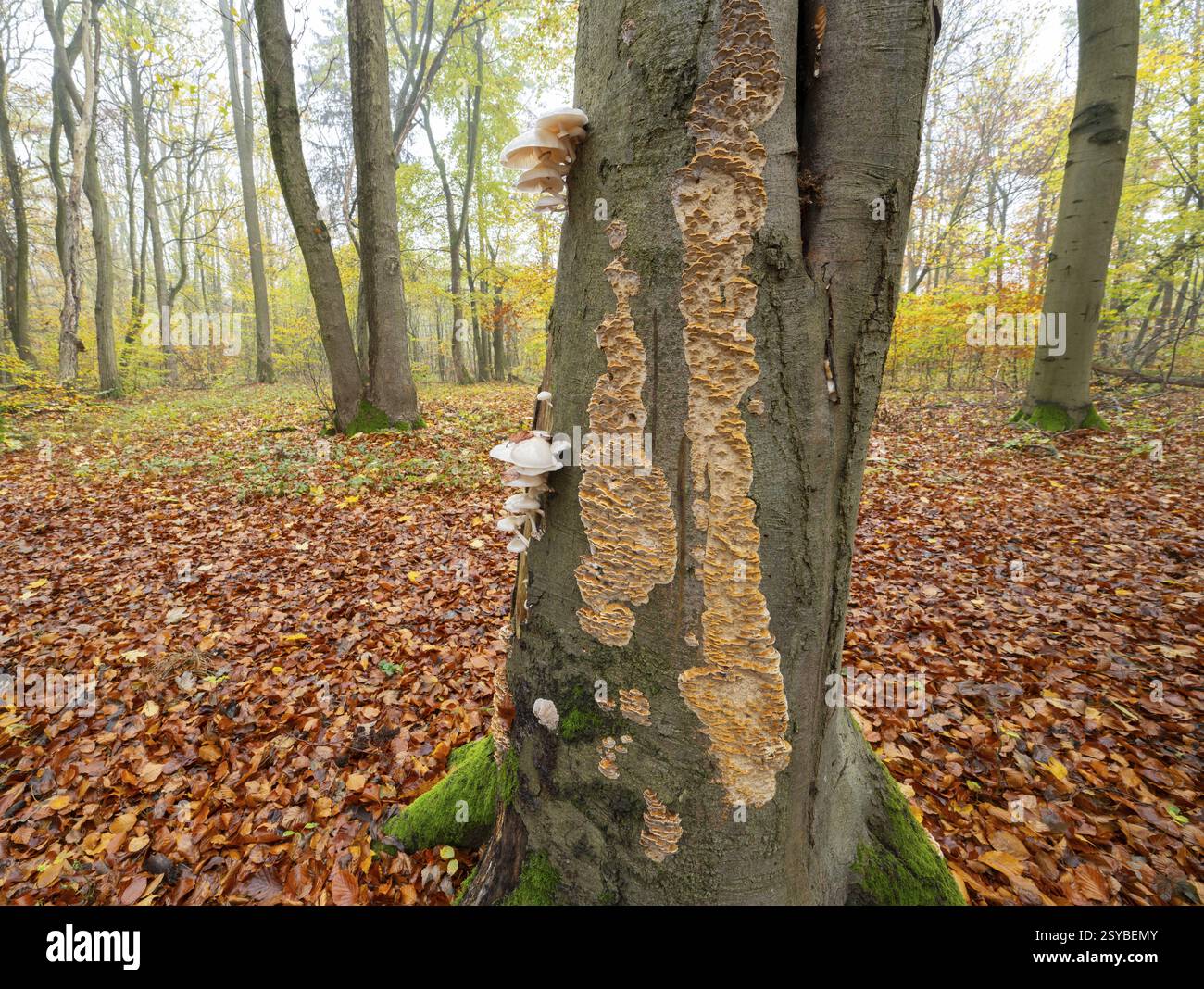Ringed beech slime beetle (Oudemansiella mucida), fruiting body and the ...
