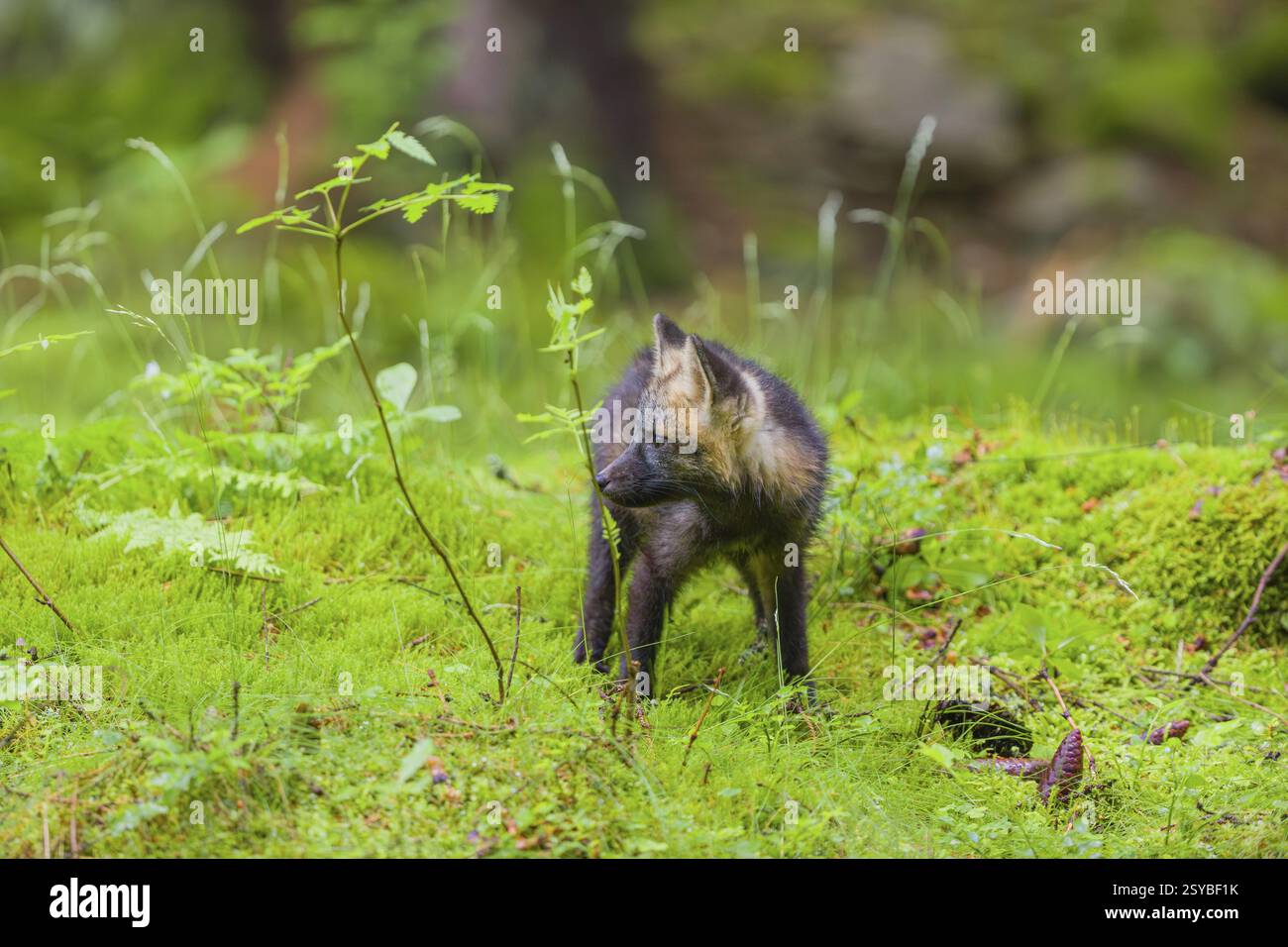 One young silver fox (Vulpes vulpes) exploring the surrounding of its ...