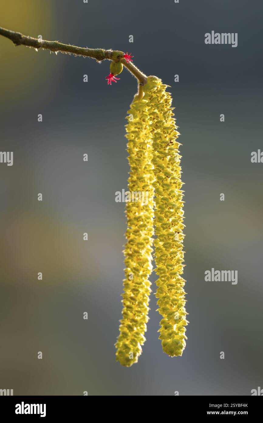 Common hazel (Corylus avellana) also known as hazel bush or hazelnut ...