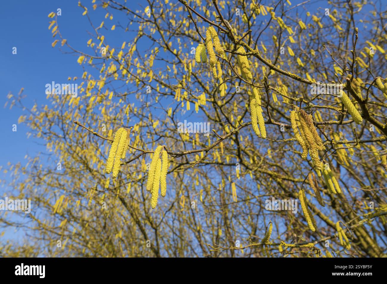 Common hazel (Corylus avellana) also known as hazel bush or hazelnut ...
