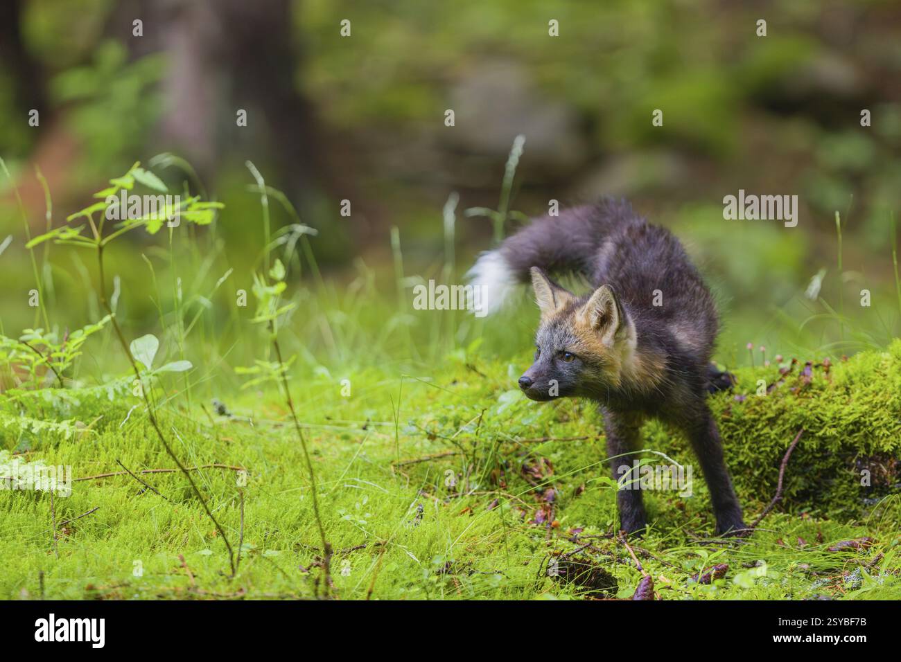 One young silver fox (Vulpes vulpes) exploring the surrounding of its ...