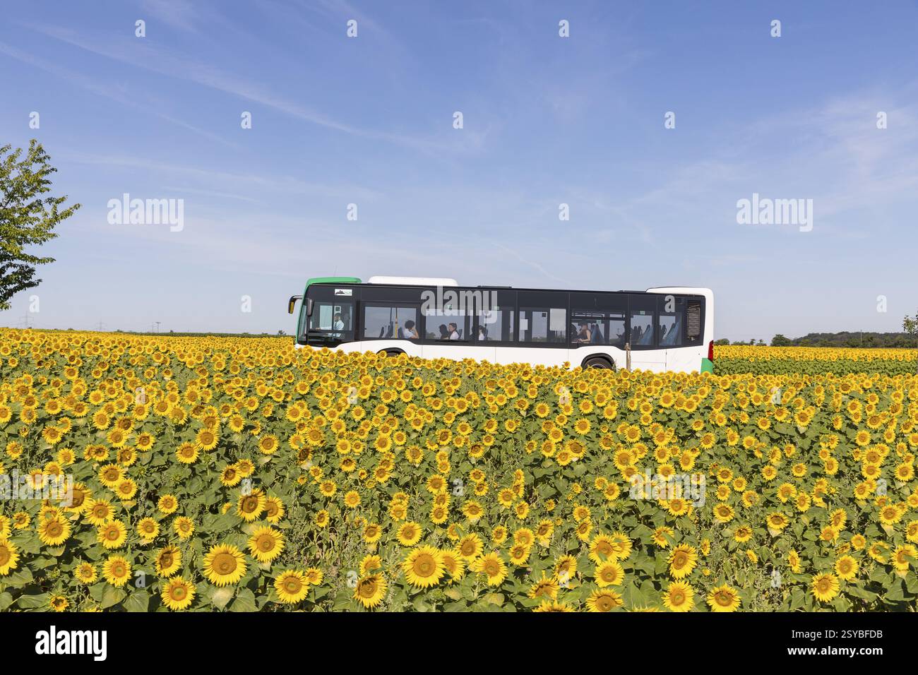 VGM bus line 446 from Riesa to Meissen between sunflower fields near ...