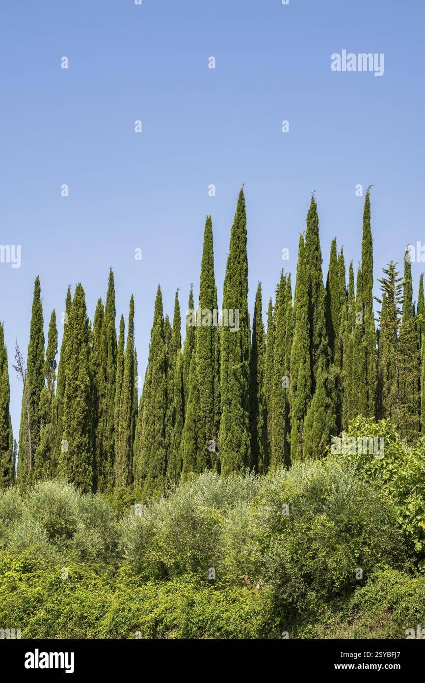 Cypress trees growing in the tuscan landscape, Chianti Region, Tuscany ...