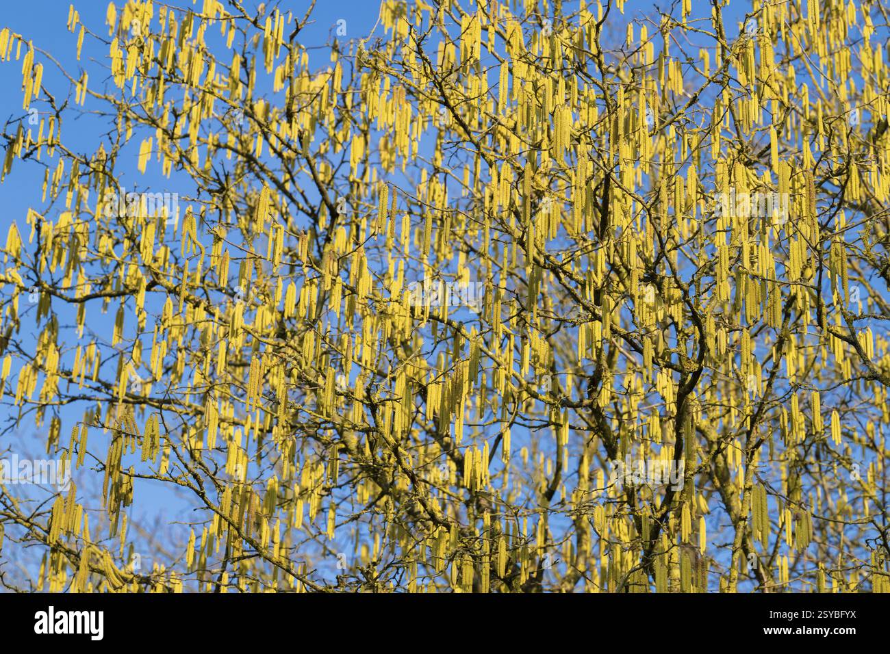 Common hazel (Corylus avellana) also known as hazel bush or hazelnut ...