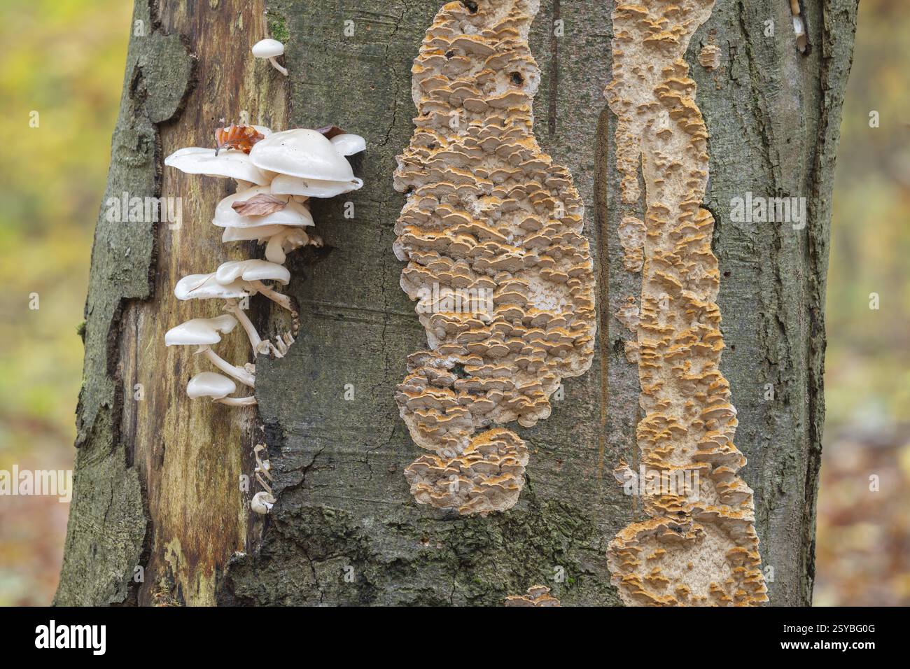Ringed beech slime beetle (Oudemansiella mucida), fruiting body and the ...