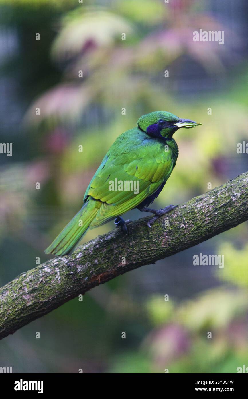 Emerald Starling (Lamprotornis iris), adult bird perched on a branch ...
