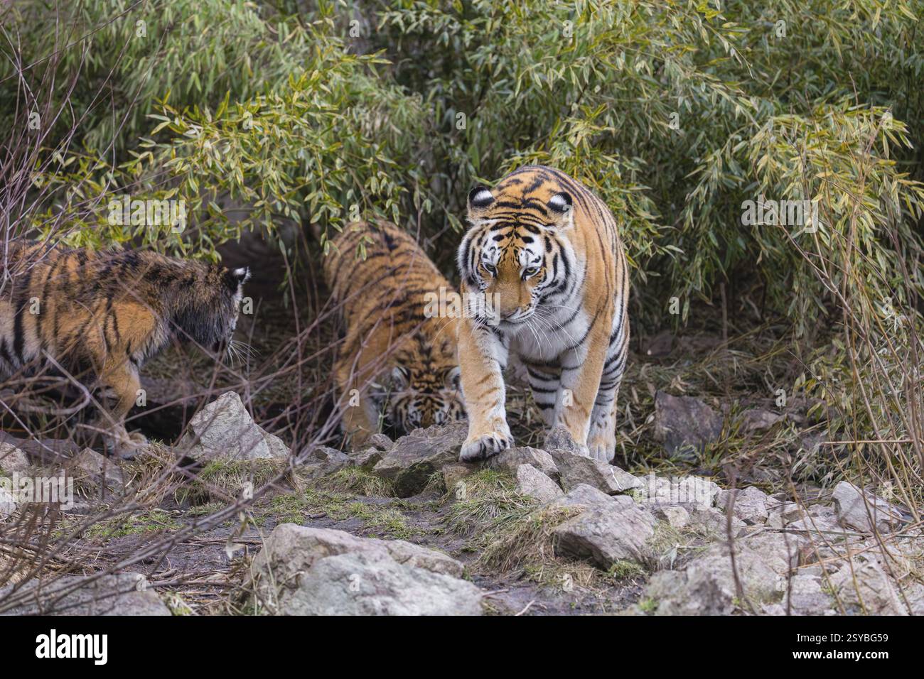 Siberian Tiger Mother with two cubs, Panthera tigris altaica, walking ...