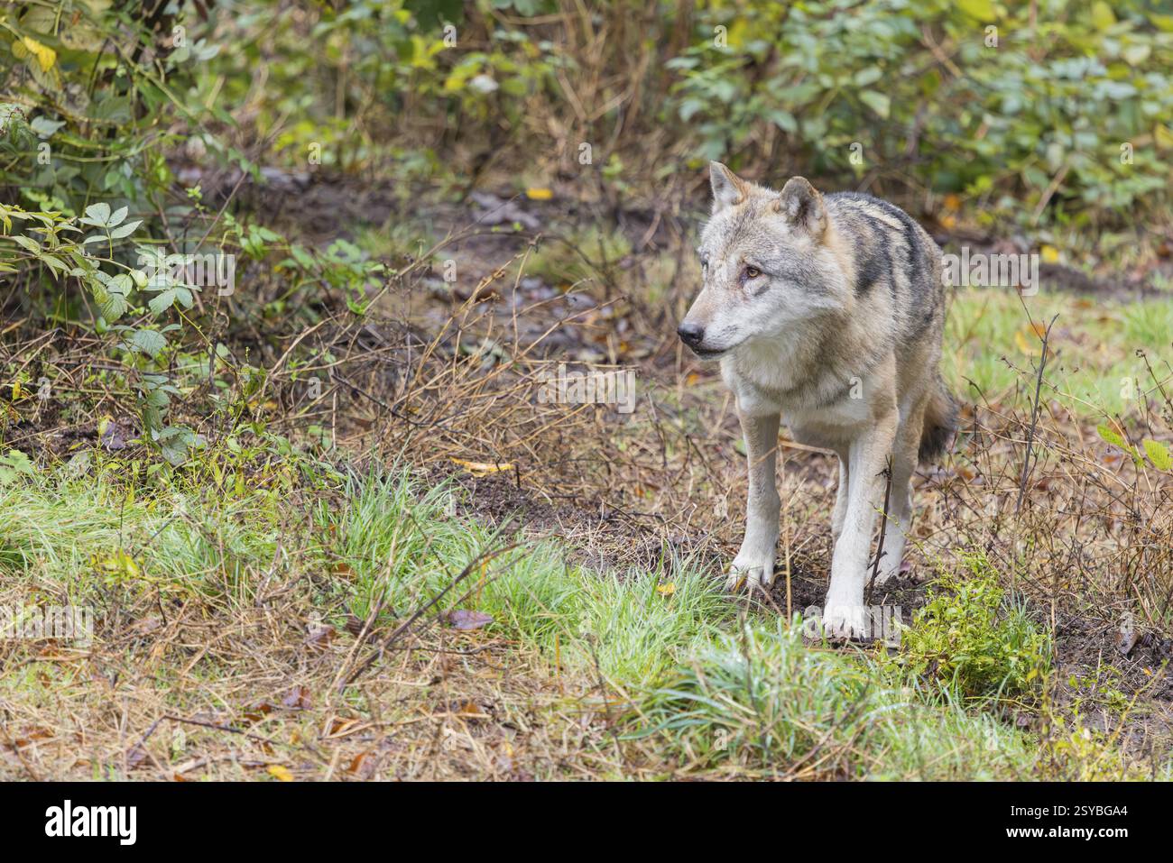 An adult grey wolf (Canis lupus lupus) runs through the dense ...
