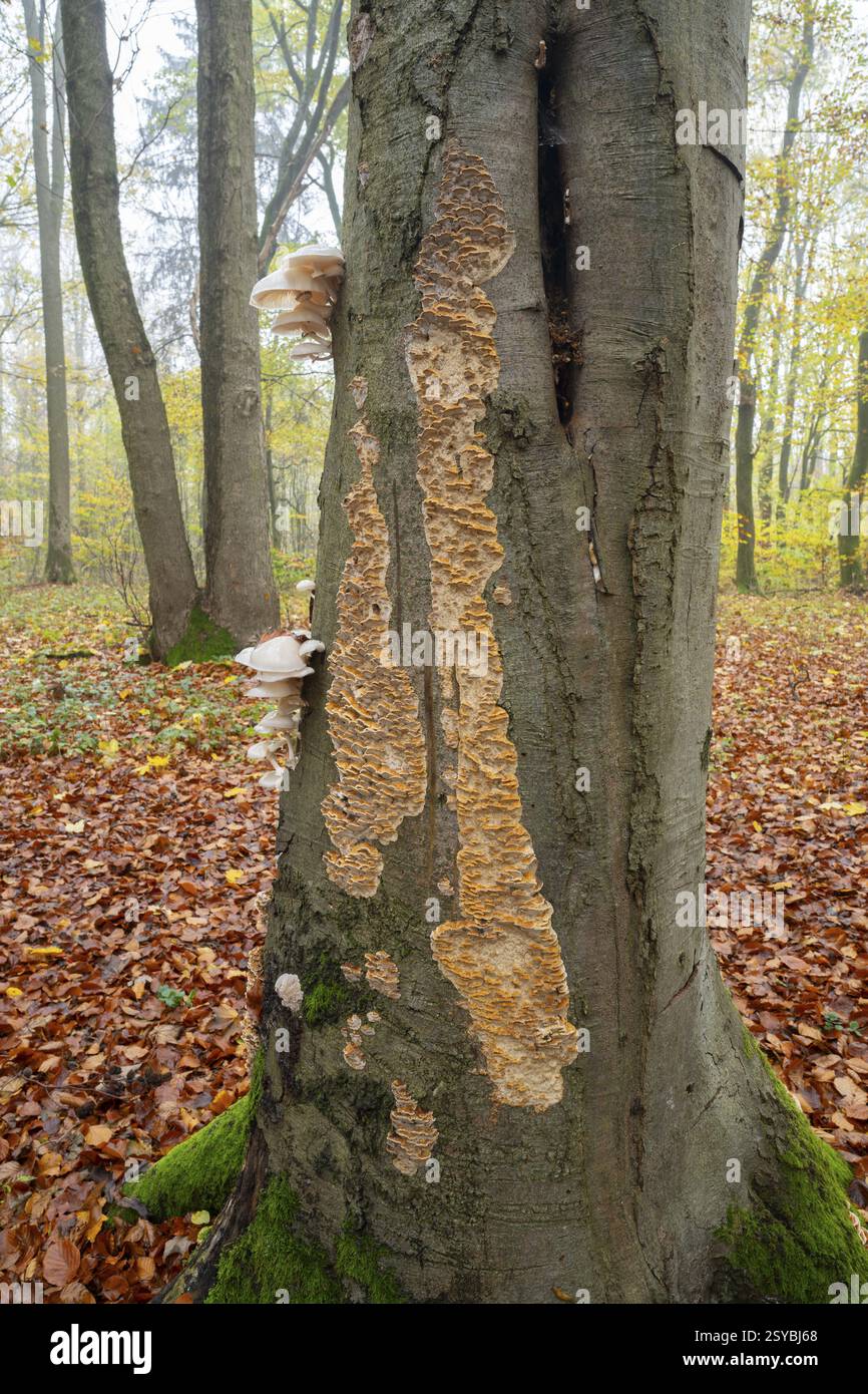 Ringed beech slime beetle (Oudemansiella mucida), fruiting body and the ...