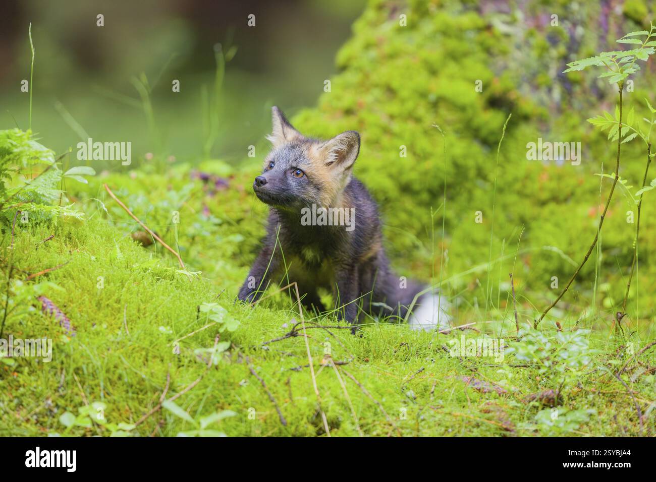 One young silver fox (Vulpes vulpes) exploring the surrounding of its ...