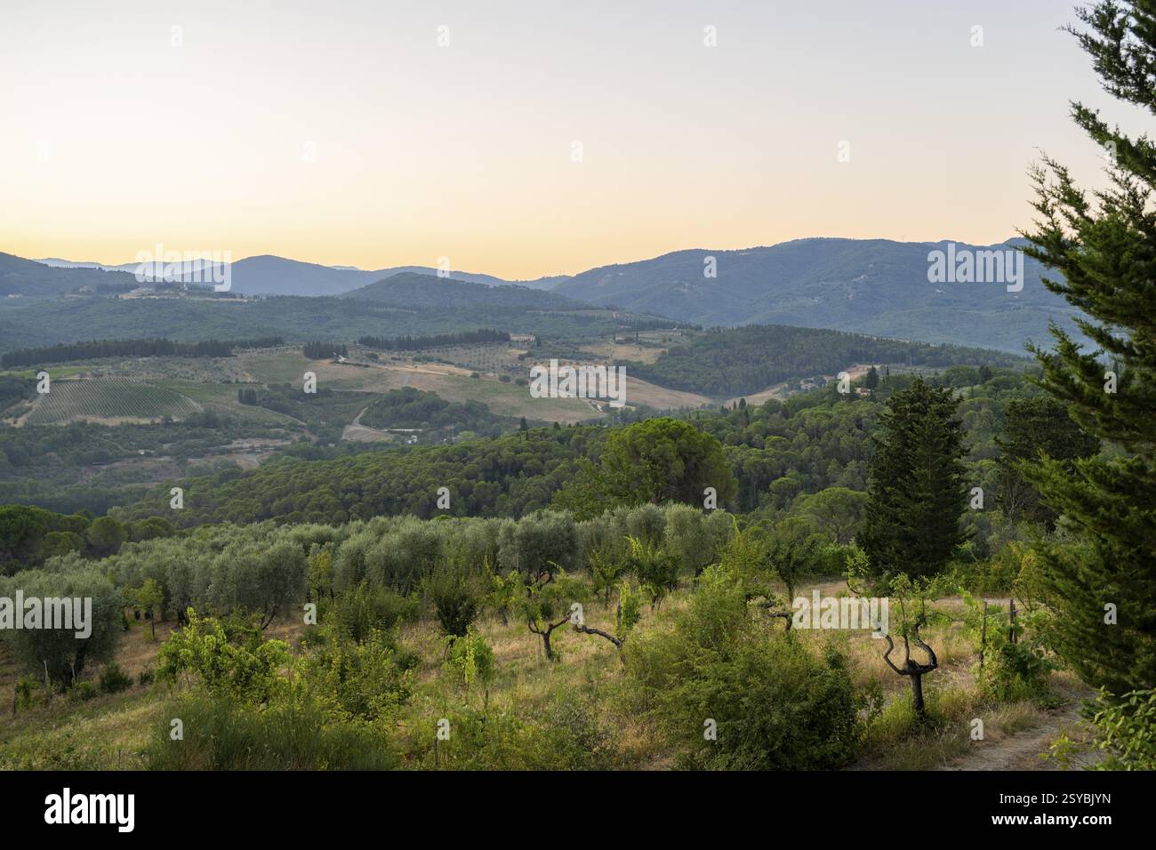 Tuscan landscape at sunrise, country estate with vineyards, forests ...