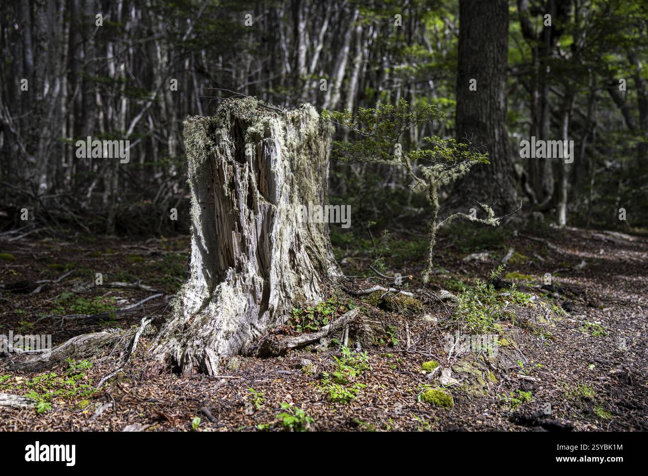Tree stump along the Pampa Alta hiking trail, Tierra del Fuego National ...