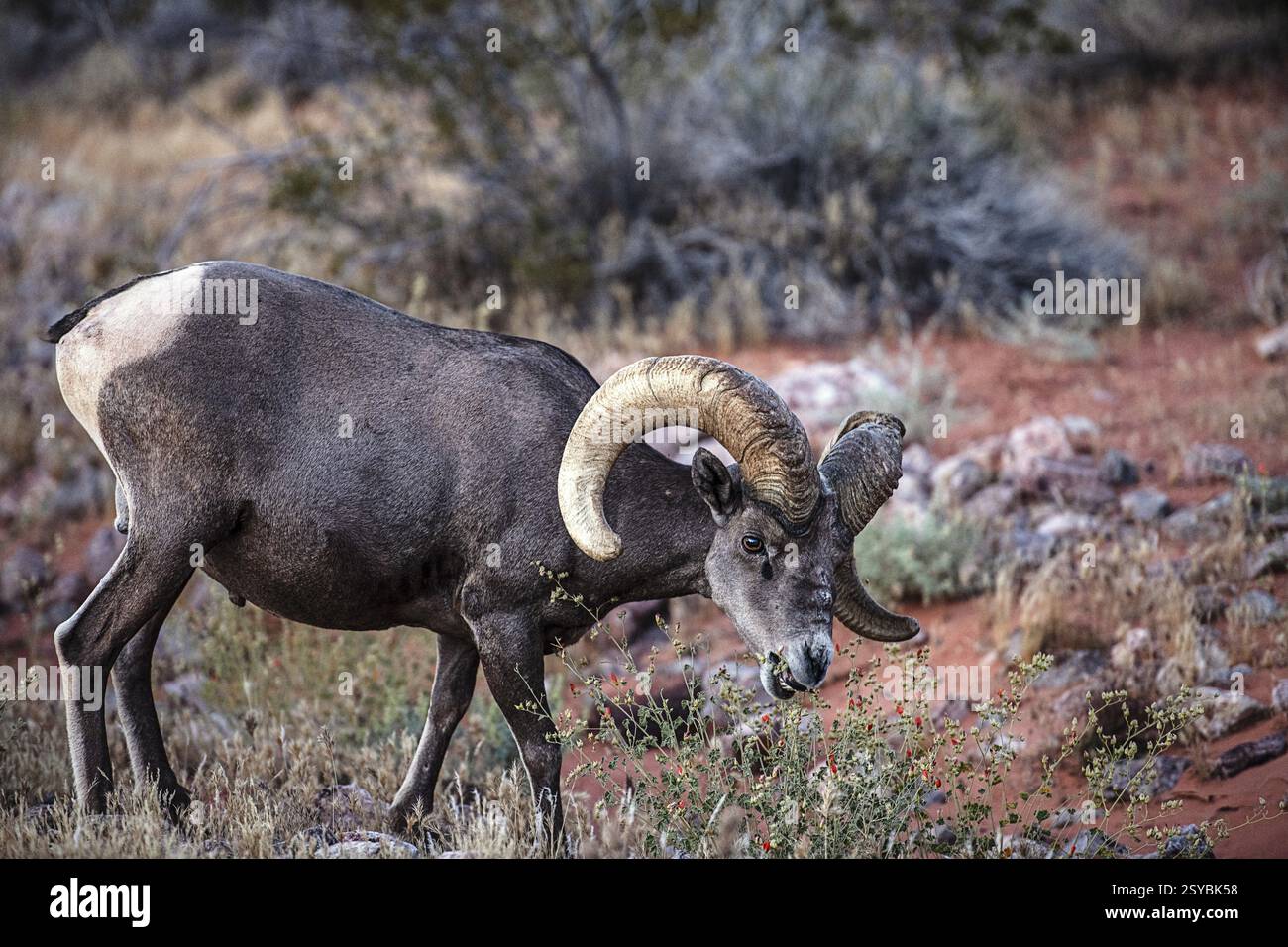 Bighorn Sheep (Ovis canadensis) at the Atlatl Campground in Valley of ...