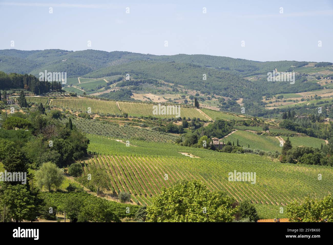 Tuscan landscape, country estate with vineyards, forests, olive trees ...