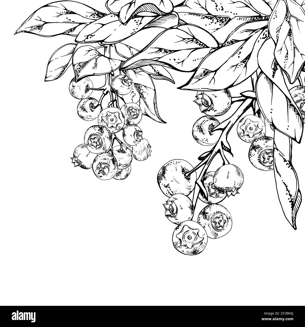 Blueberry blackberry cluster group with plant leaves foliage on branch ...