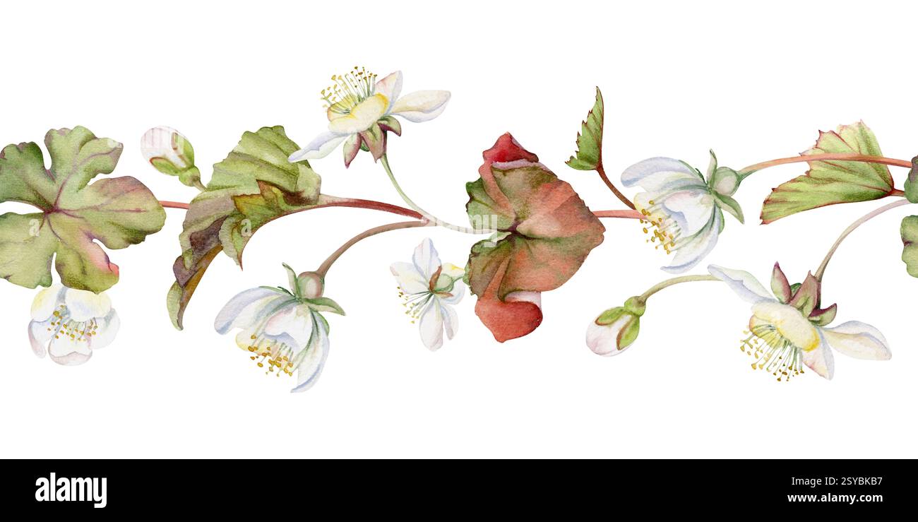 Early spring flowers in dry leaves, white forest cloudberry anemone ...