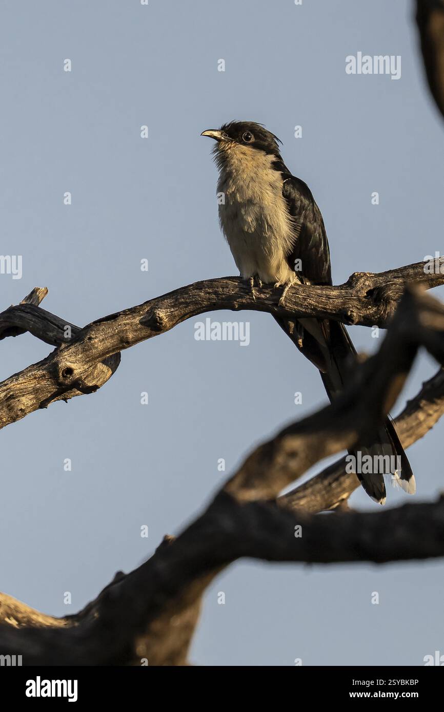Jacobin Cuckoo (Clamator jacobinus, syn.: Oxylophus jacobinus) Qwabi ...