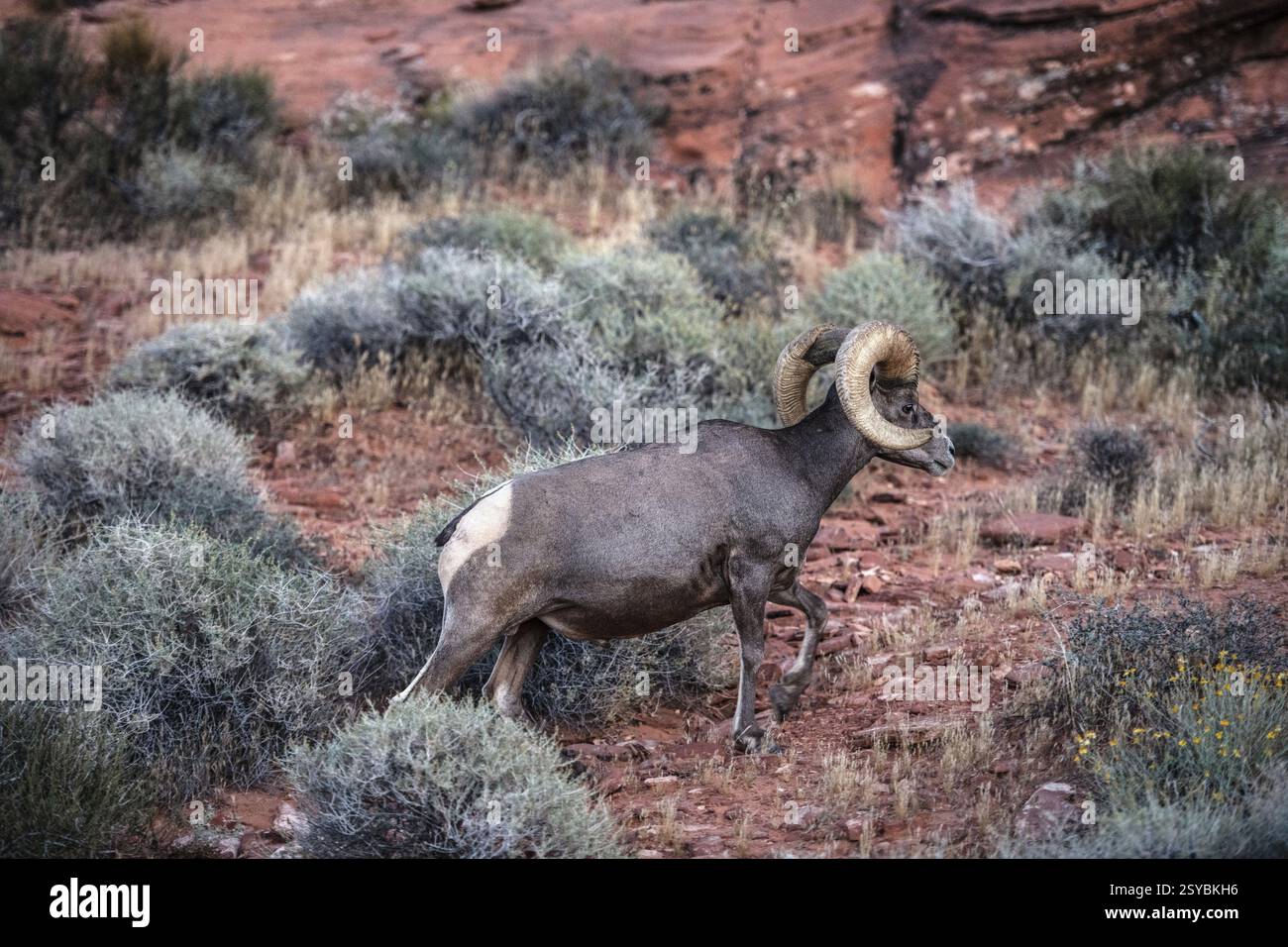 Bighorn Sheep (Ovis canadensis) at the Atlatl Campground in Valley of ...