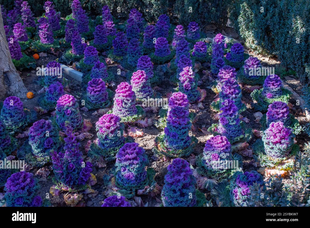 Lila morado azul hi-res stock photography and images - Alamy