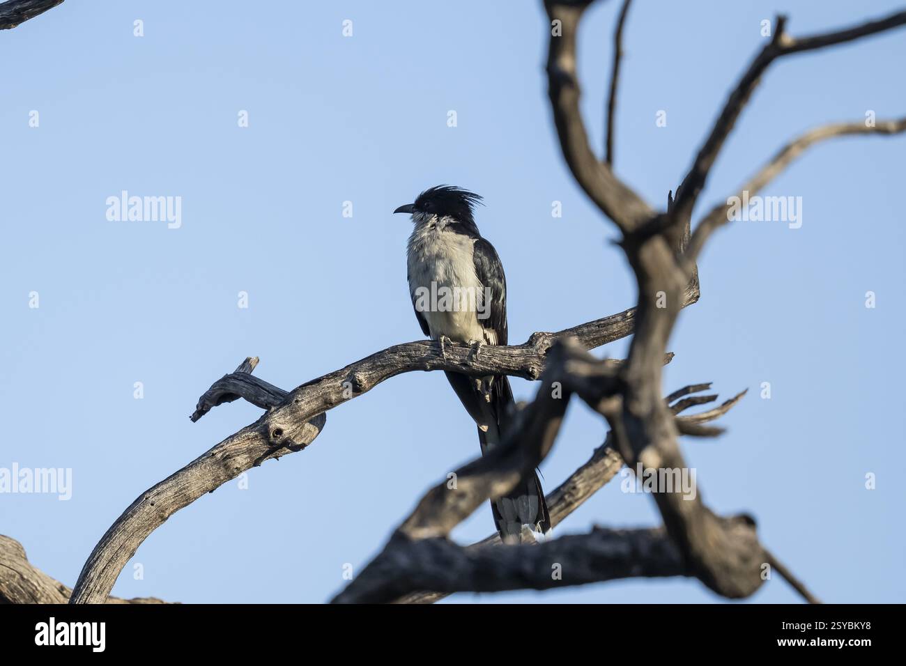 Jacobin Cuckoo (Clamator jacobinus, syn.: Oxylophus jacobinus) Qwabi ...
