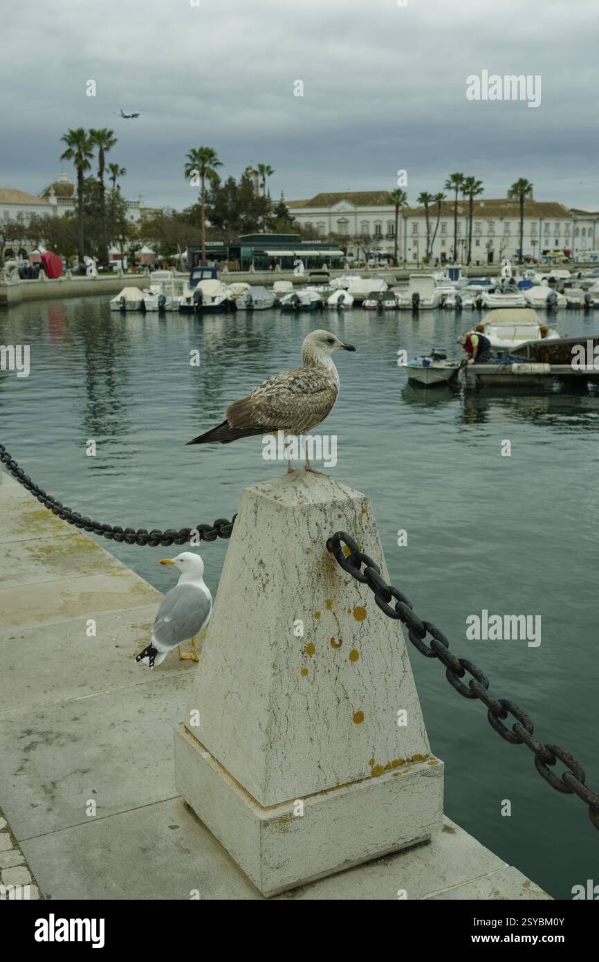Young Mediterranean Gull, Seagull, Mediterranean Sea, Faro, Portugal ...