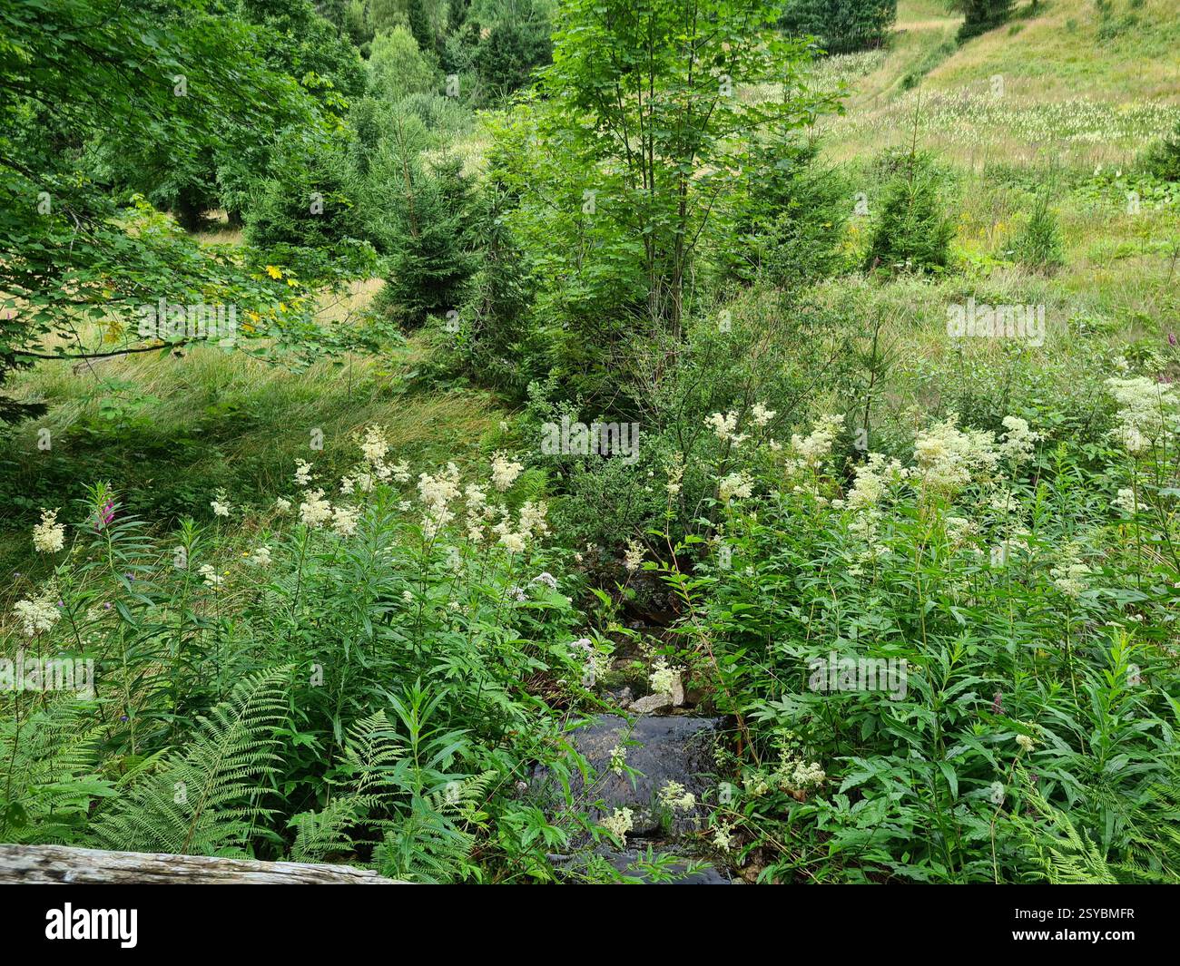Lush green landscape featuring dense hi-res stock photography and ...