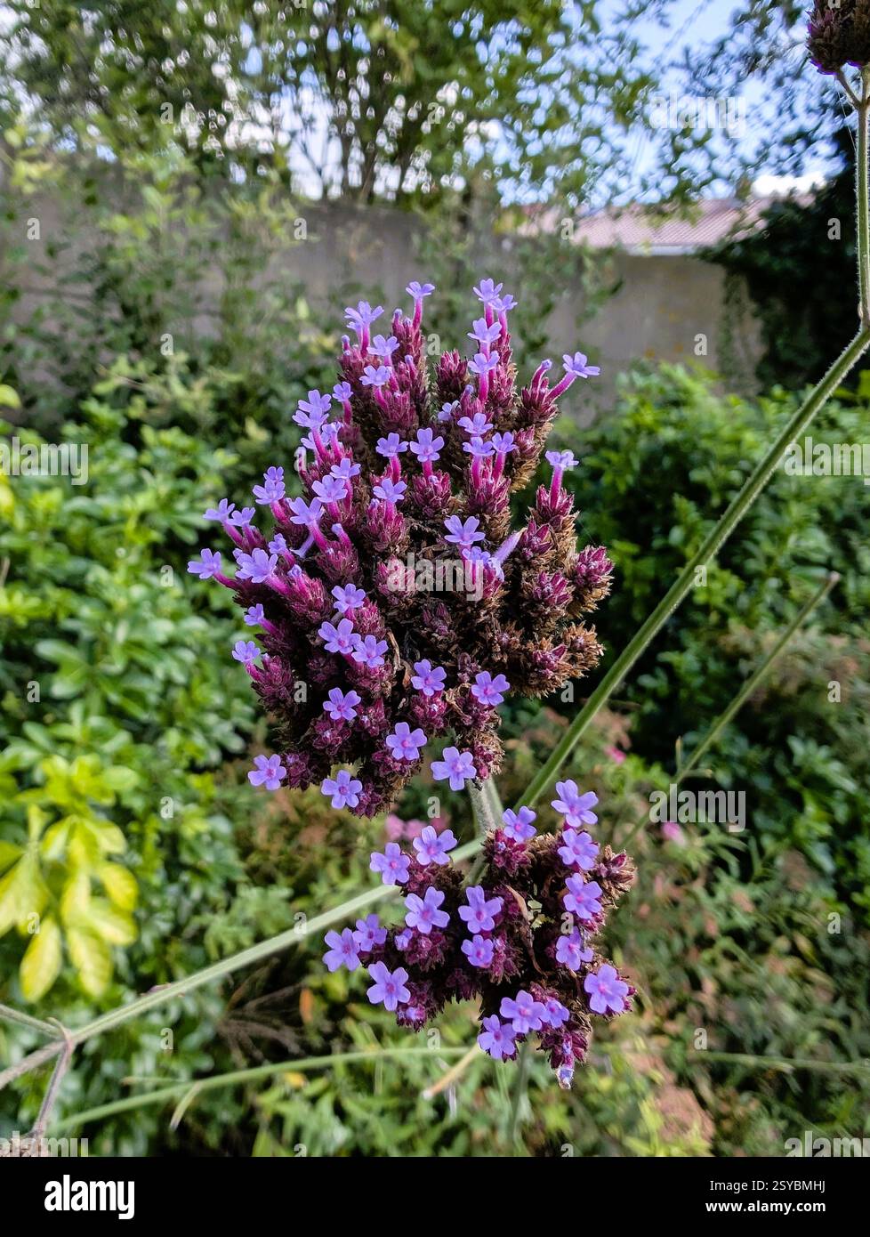 The flowers are a light purple, which is characteristic of Brazilian Verbena. The flowers are ...