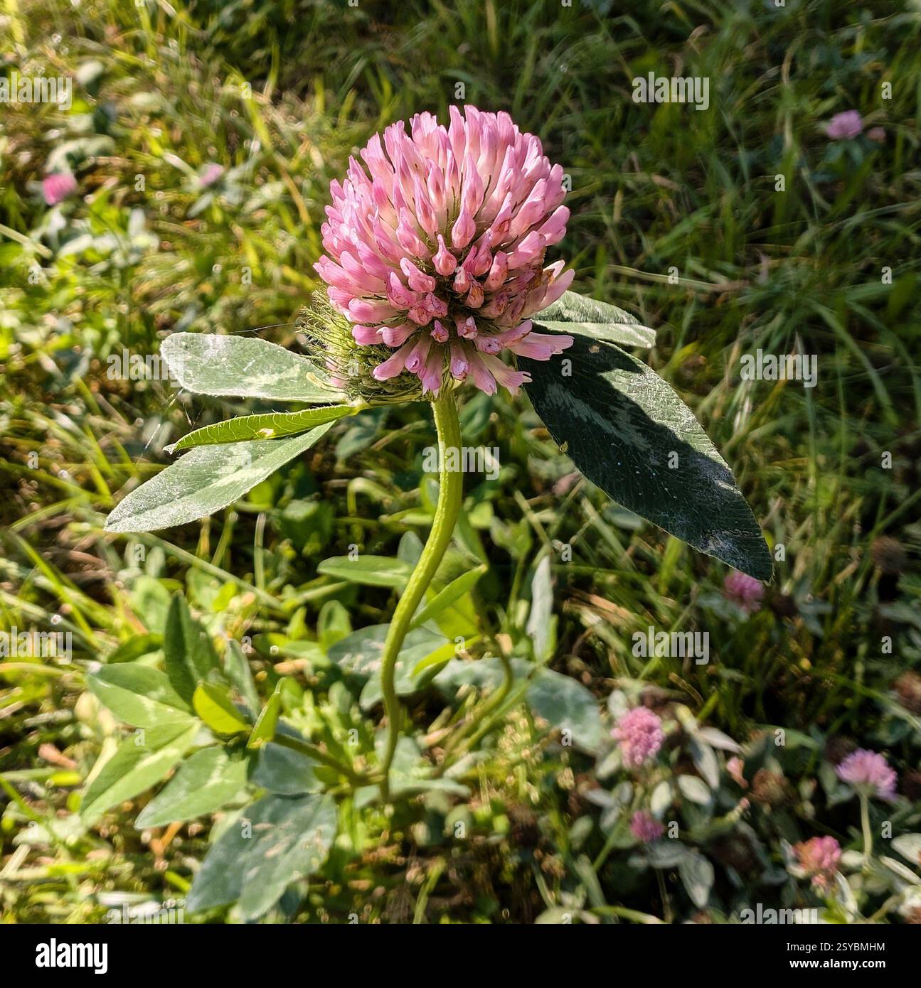 Typical of clover species hi-res stock photography and images - Alamy