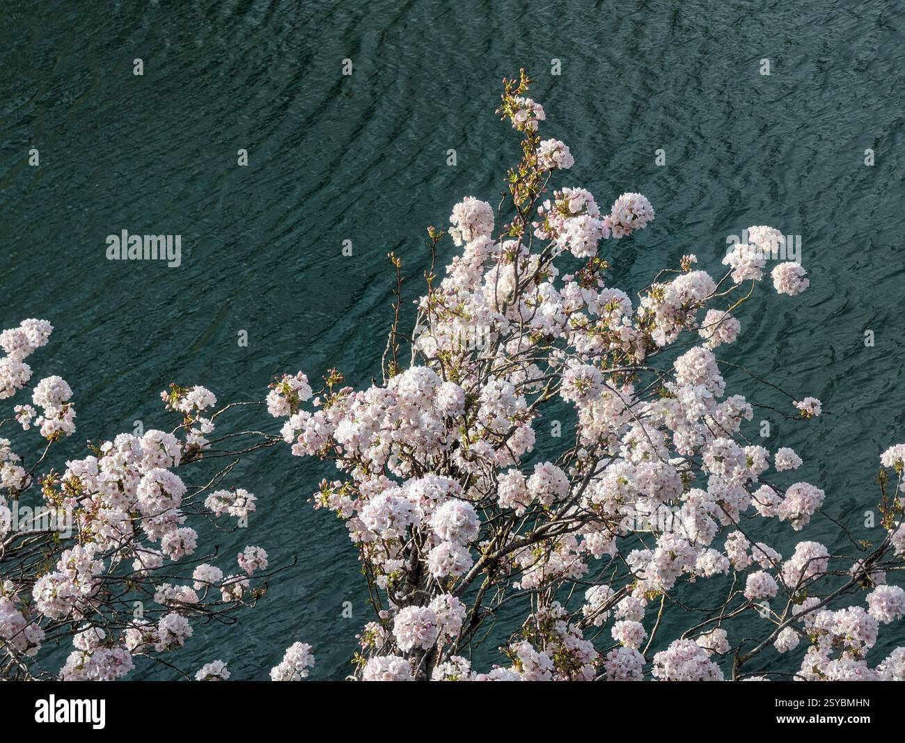 Cherry blossoms in full bloom over a rippling water surface, creating a ...