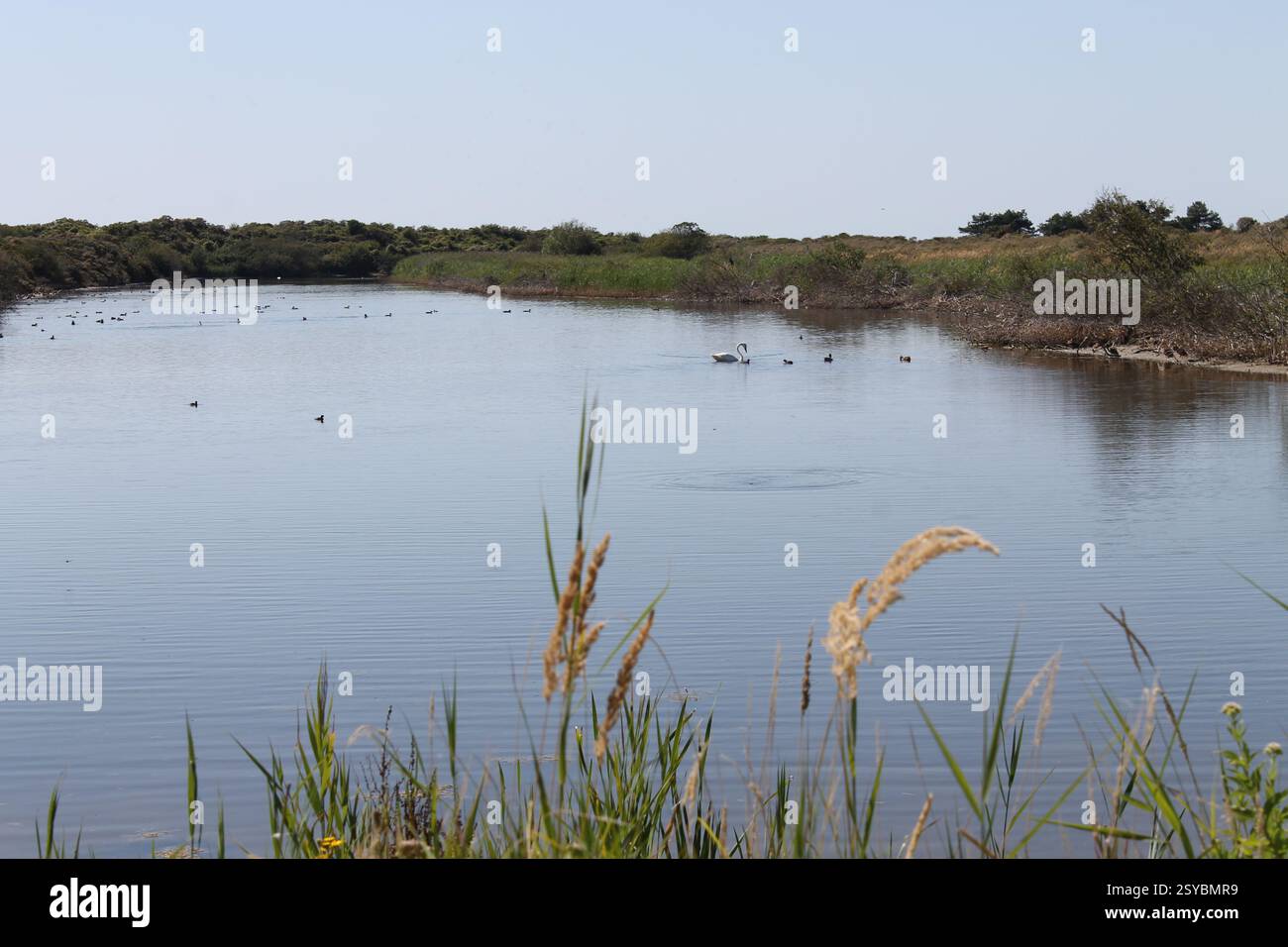 Wetland scene with a calm body of water surrounded by grasses and ...