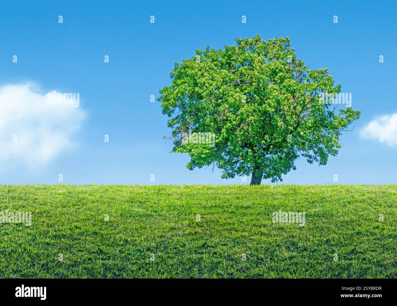lush green tree standing in a serene grassy field, natural landscape ...