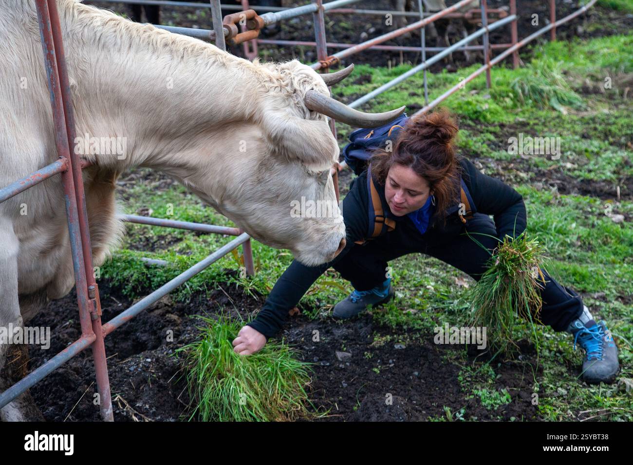 Authentic rural lifestyle scene showing a young woman farmer working ...