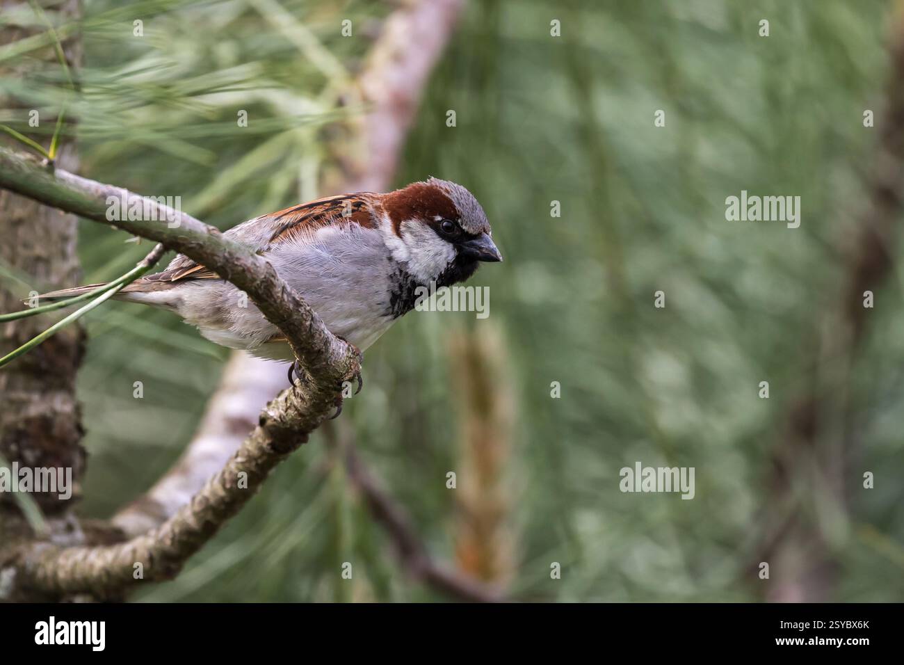 A house sparrow (Passer domesticus), male, in breeding plumage, perches ...