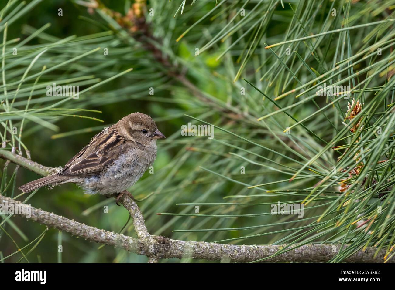Sparrow sitting on branch spring hi-res stock photography and images ...