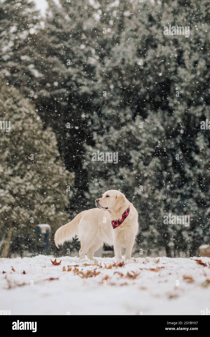 Purebred Golden Retriever Standing in Winter Snow in Northeast Stock ...