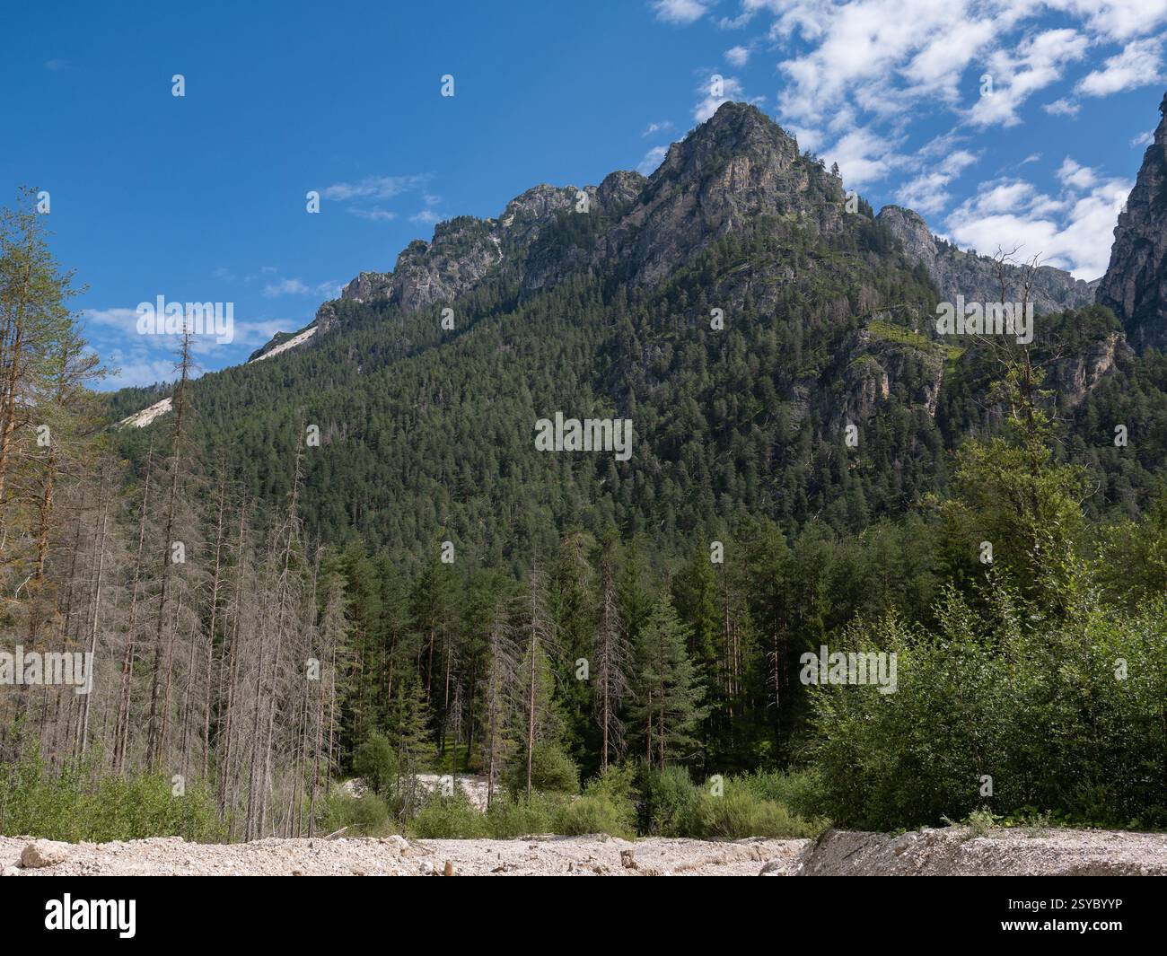 Alpine Forest with Rugged Mountain Peaks Against a Blue Sky, Italy ...