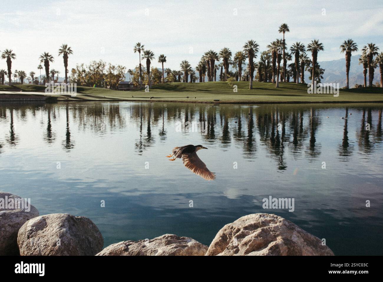 Duck flying over water hi-res stock photography and images - Alamy