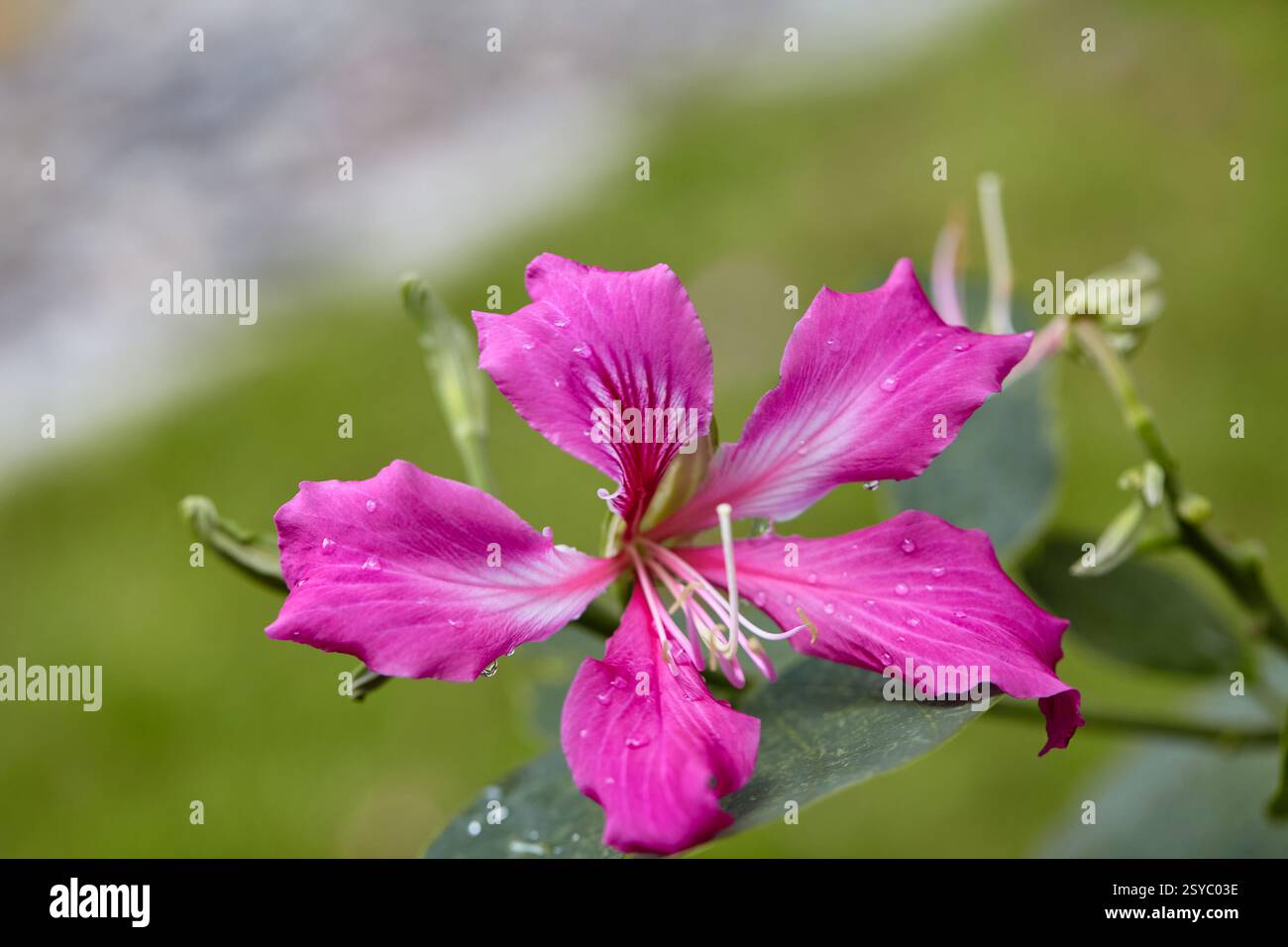 Ebony tree hi-res stock photography and images - Alamy
