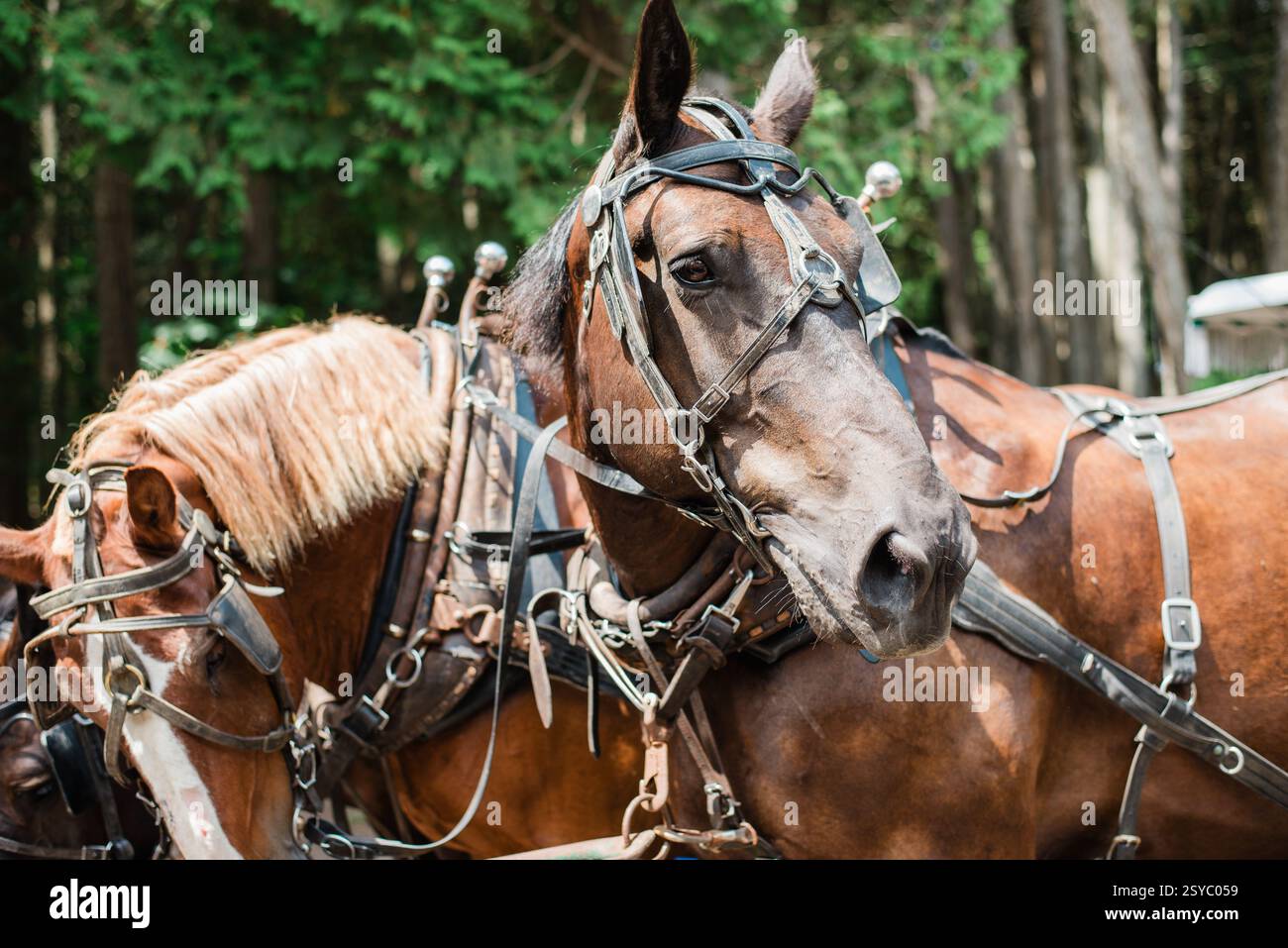 Belgian horse team in hi-res stock photography and images - Alamy