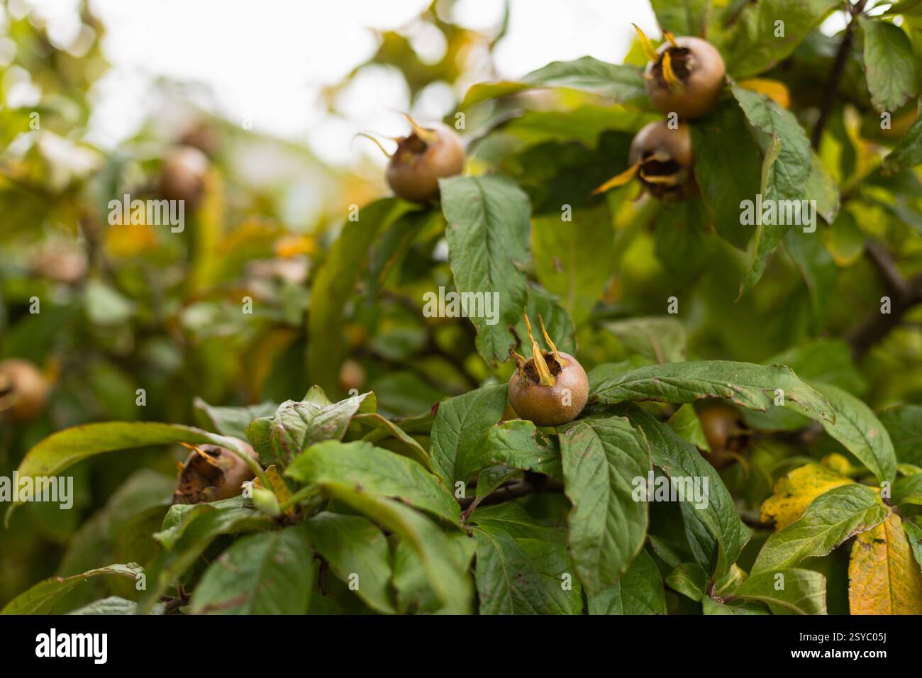 Closeup of medlar shrub with green leaves and ripening fruits Stock ...