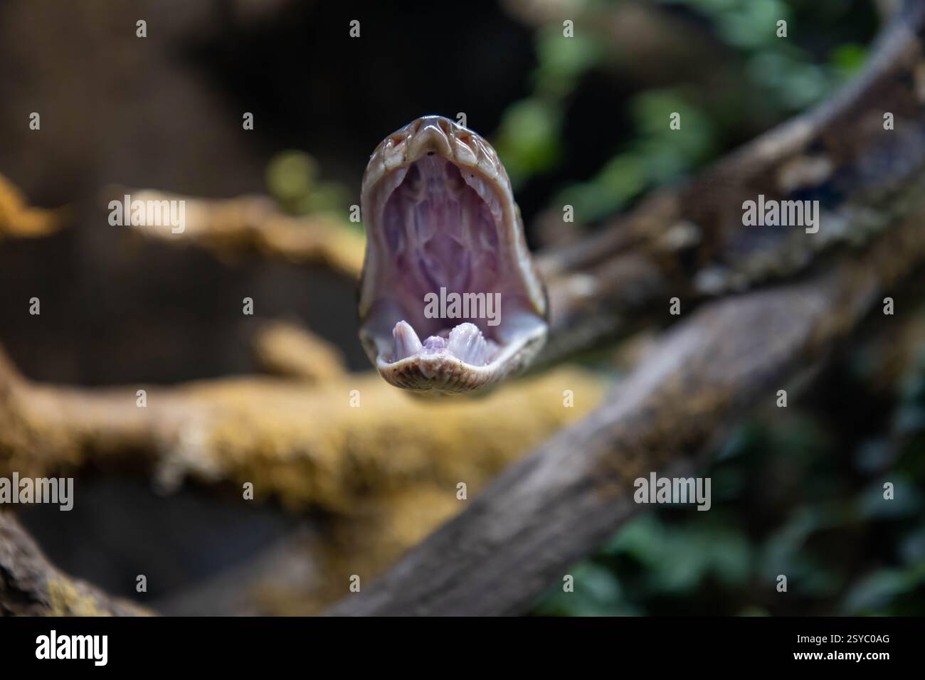 Reticulated python (Malayopython reticulatus) snake sometimes known as ...