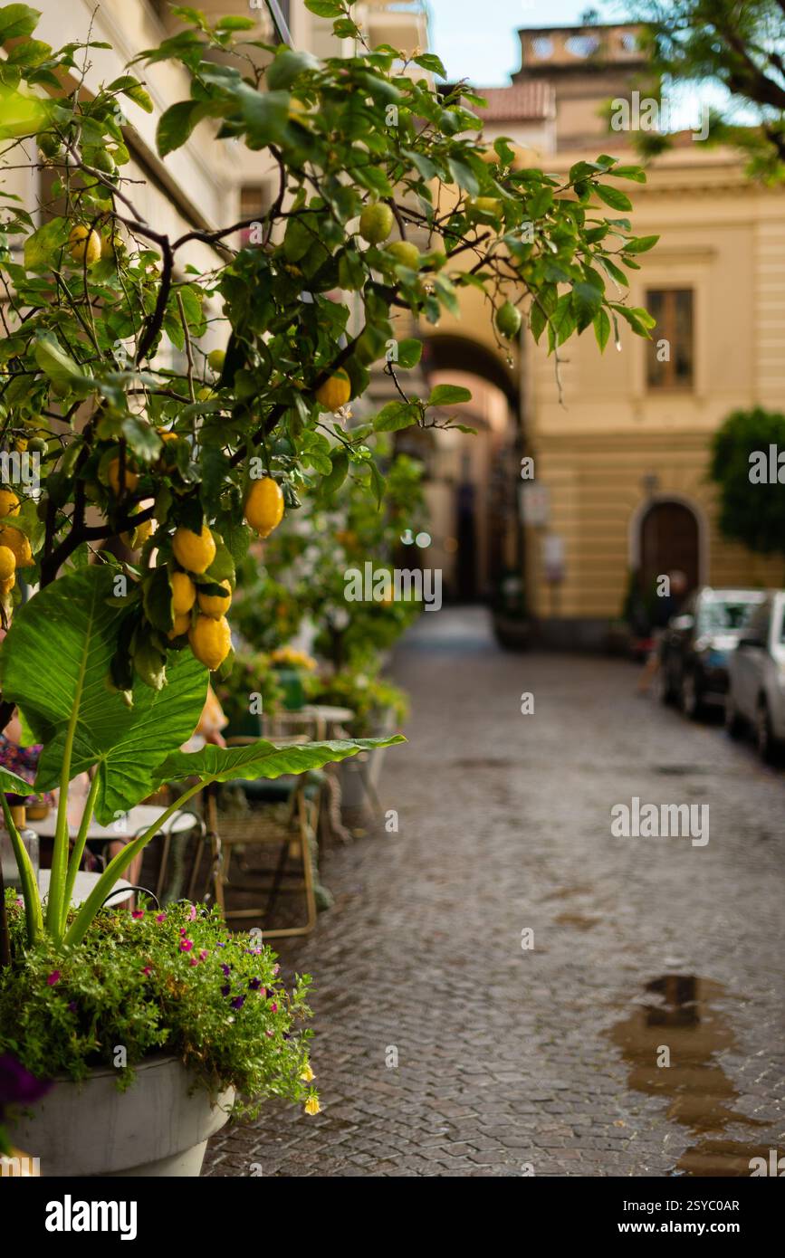 lemon tree on the street of Sorrento city Stock Photo - Alamy