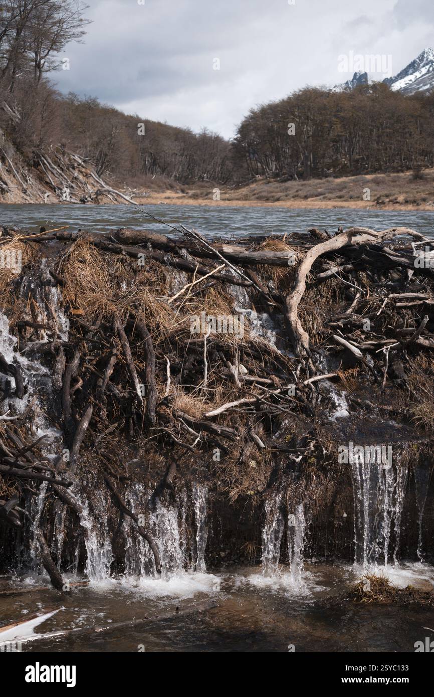Beaver dam system in Ushuaia. dams blocking rivers in Patagonia Stock ...