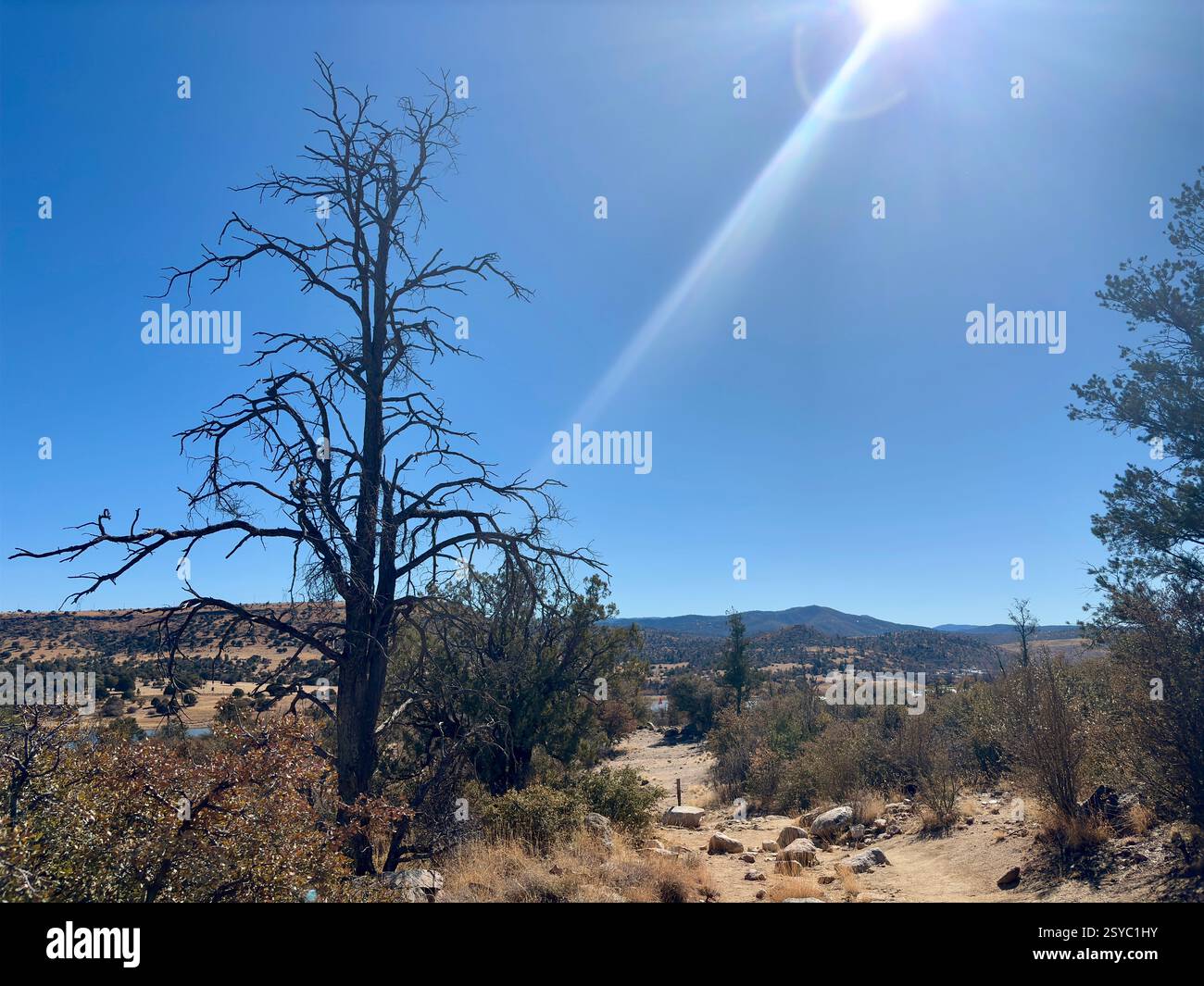 Barren tree stands against a bright sky with sun rays over dry terrain ...