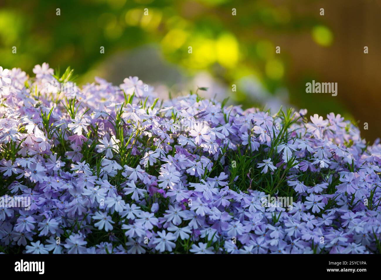 A bed of light purple creeping phlox flowers in a spring garden Stock ...