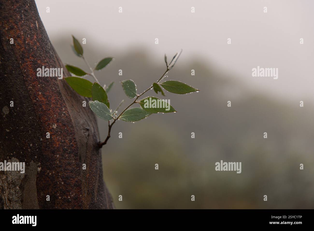 Small tree branch and leaves and dewdrops with soft background Stock ...