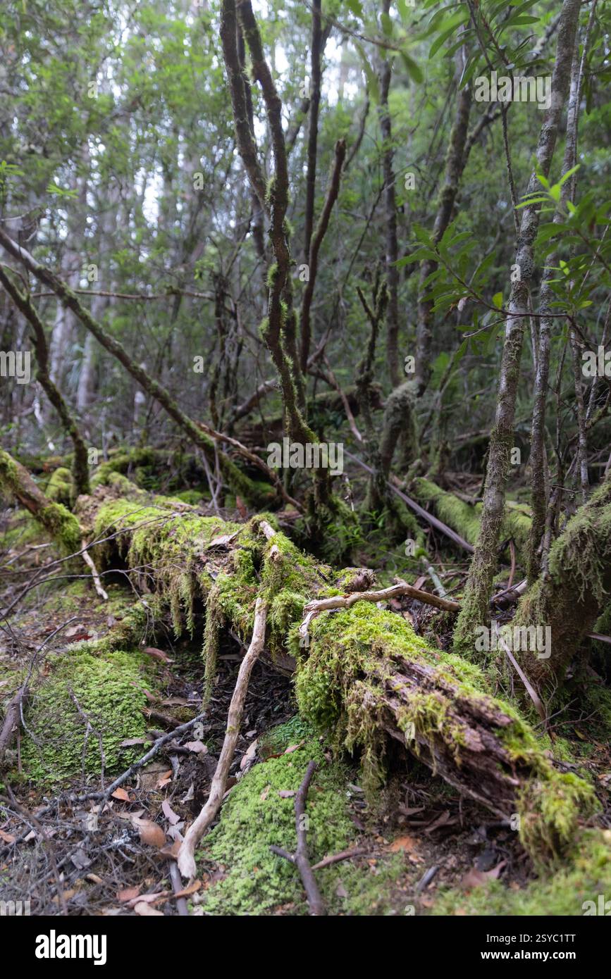 Green moss covered fallen tree in lush Tasmanian forest bush Stock ...